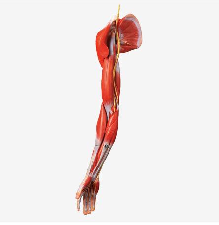 ISO Muscles of Arm With Main Vessels and Nerves, Muscles Anatomical ...