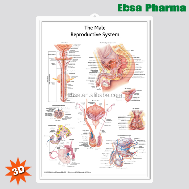 3D Medical Human Anatomy Wall Charts / Poster - The Male Reproductive ...