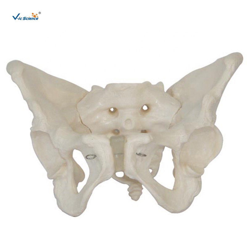 Adult Female Pelvis Model Human Pelvis Skeleton Anatomy Medical Model ...